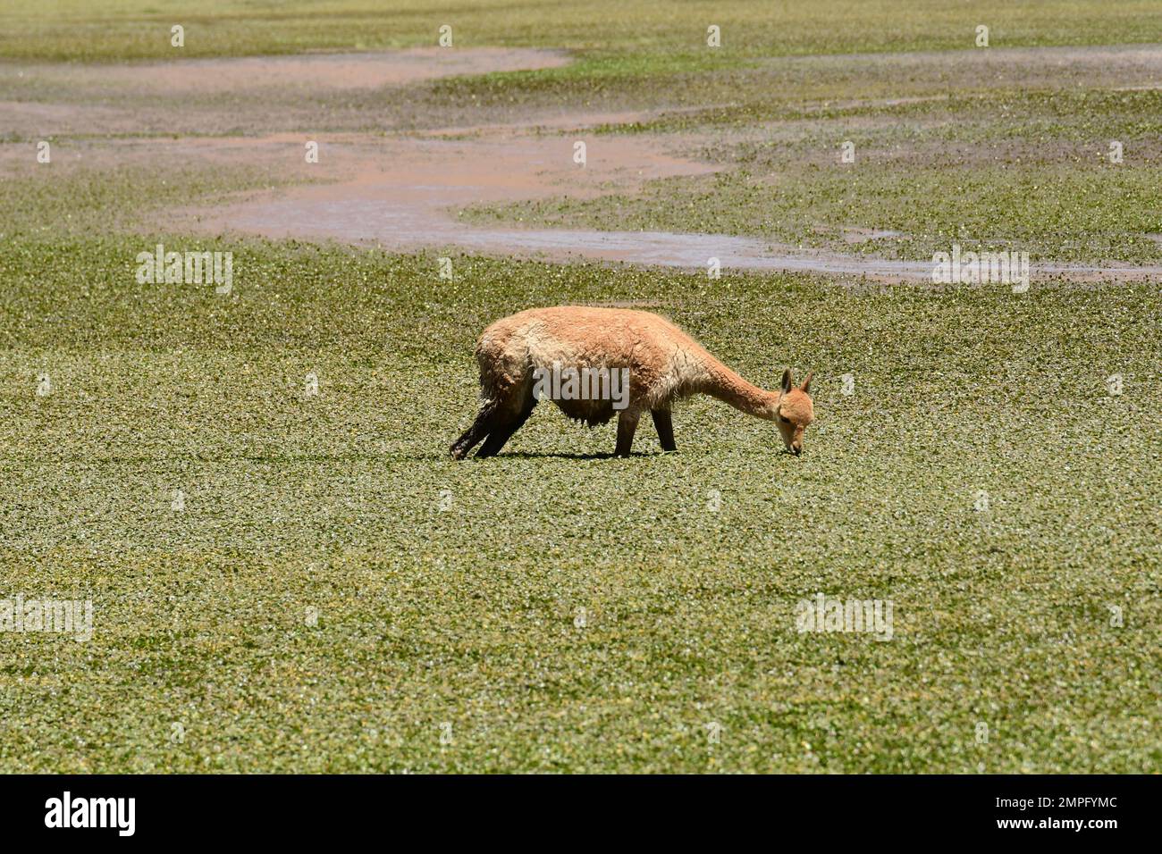 Wild Vikunja in Atacama desert Chile South America Stock Photo - Alamy