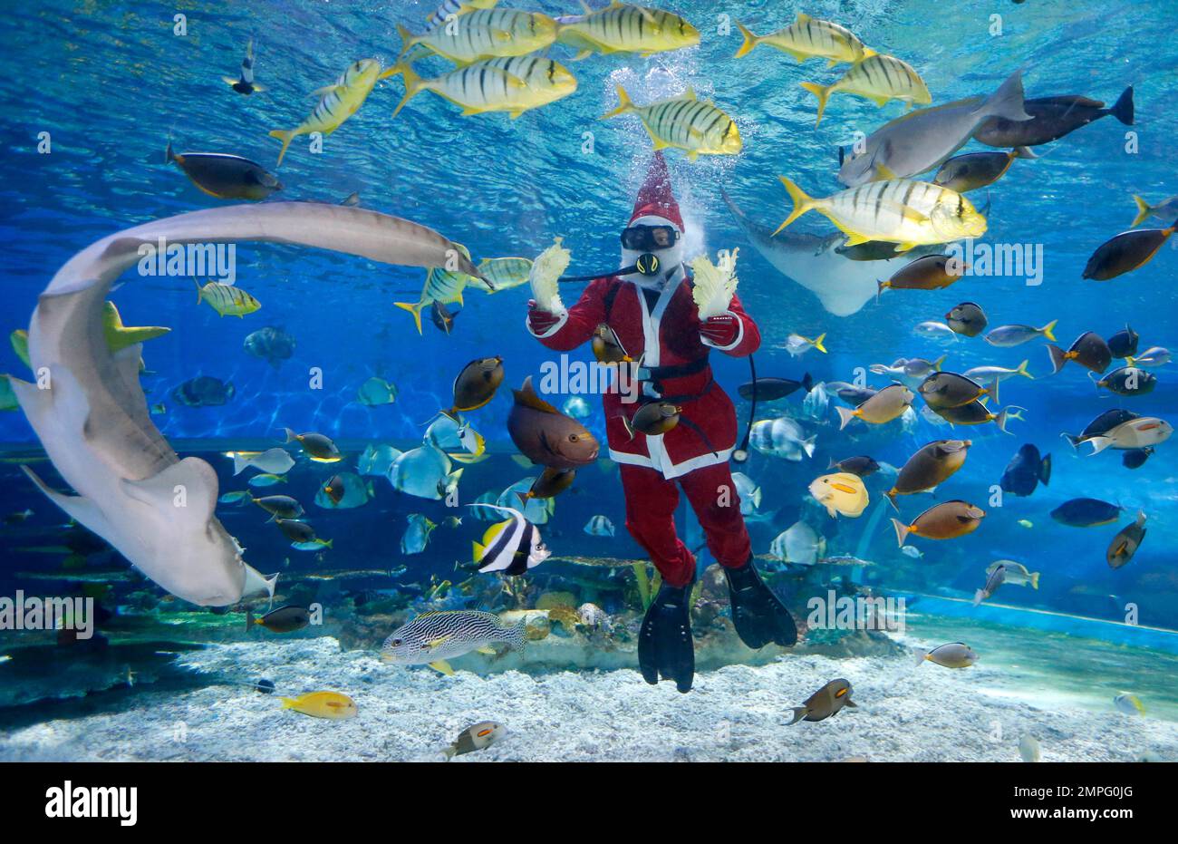 A diver dressed in a Santa costume, feeds grouper, stingrays, sharks ...