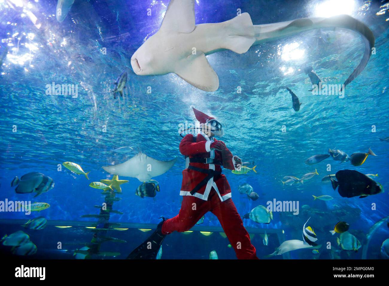 A diver dressed in a Santa costume feeds grouper, stingrays, sharks and ...