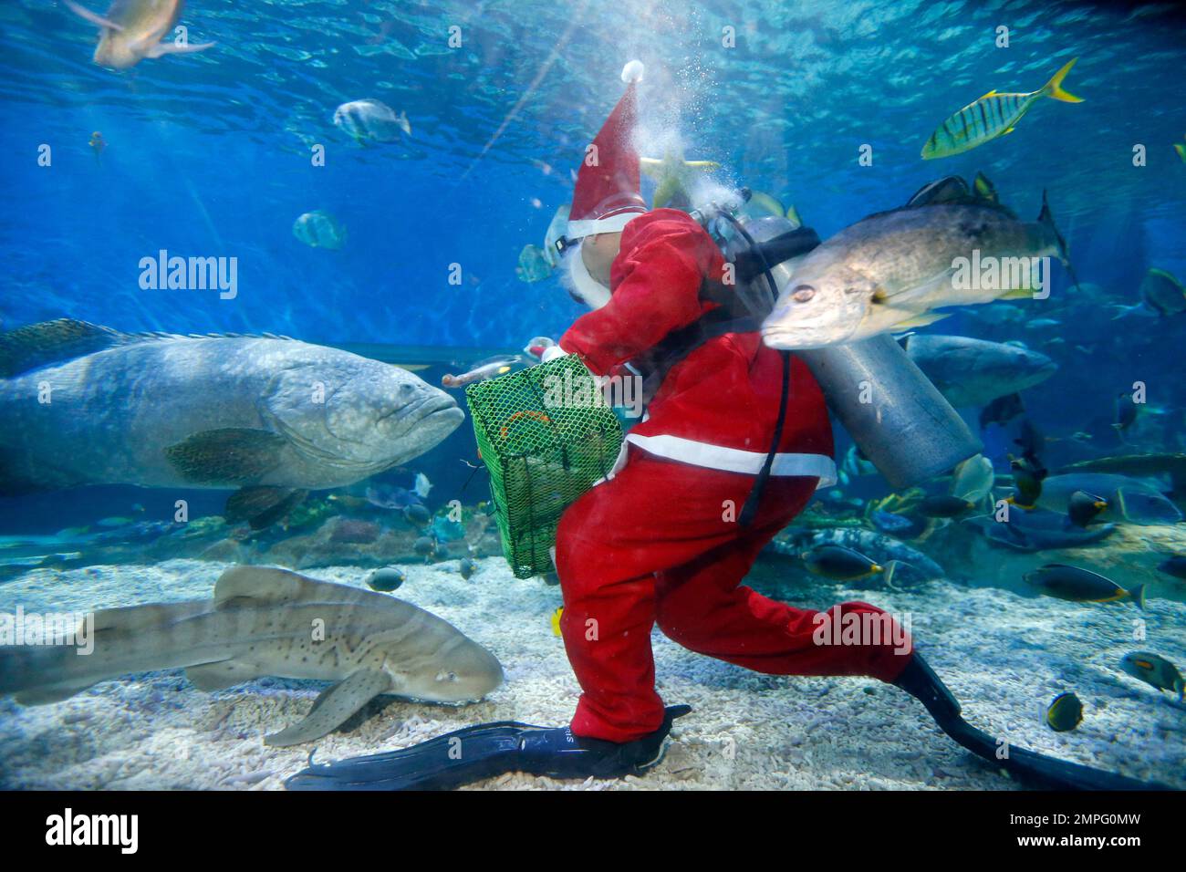 A diver dressed in a Santa costume feeds grouper, stingrays, sharks and ...