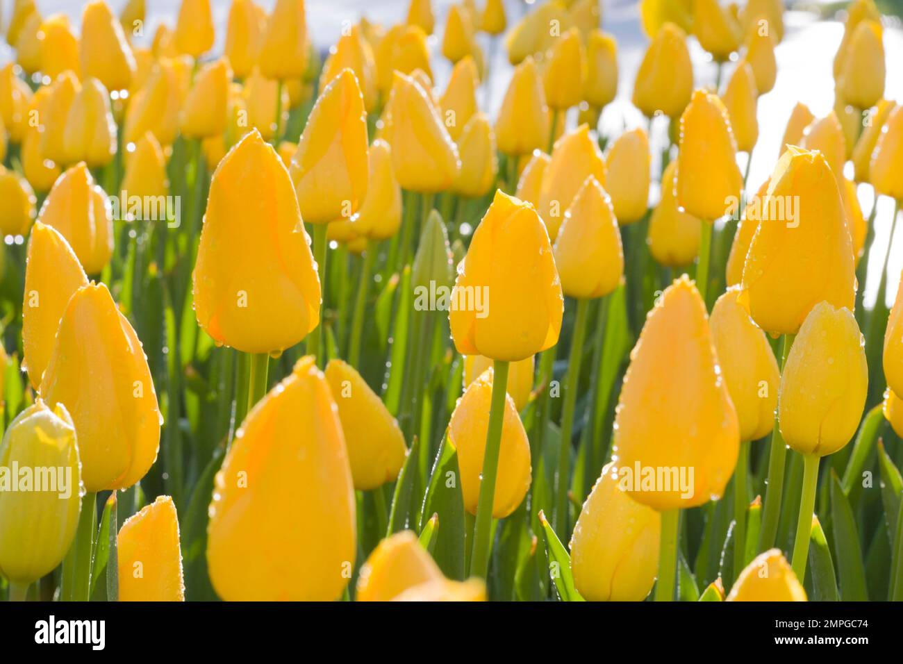 Sea of yellow tulip heads Stock Photo - Alamy