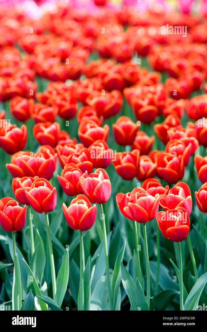 Sea of red tulip heads Stock Photo - Alamy
