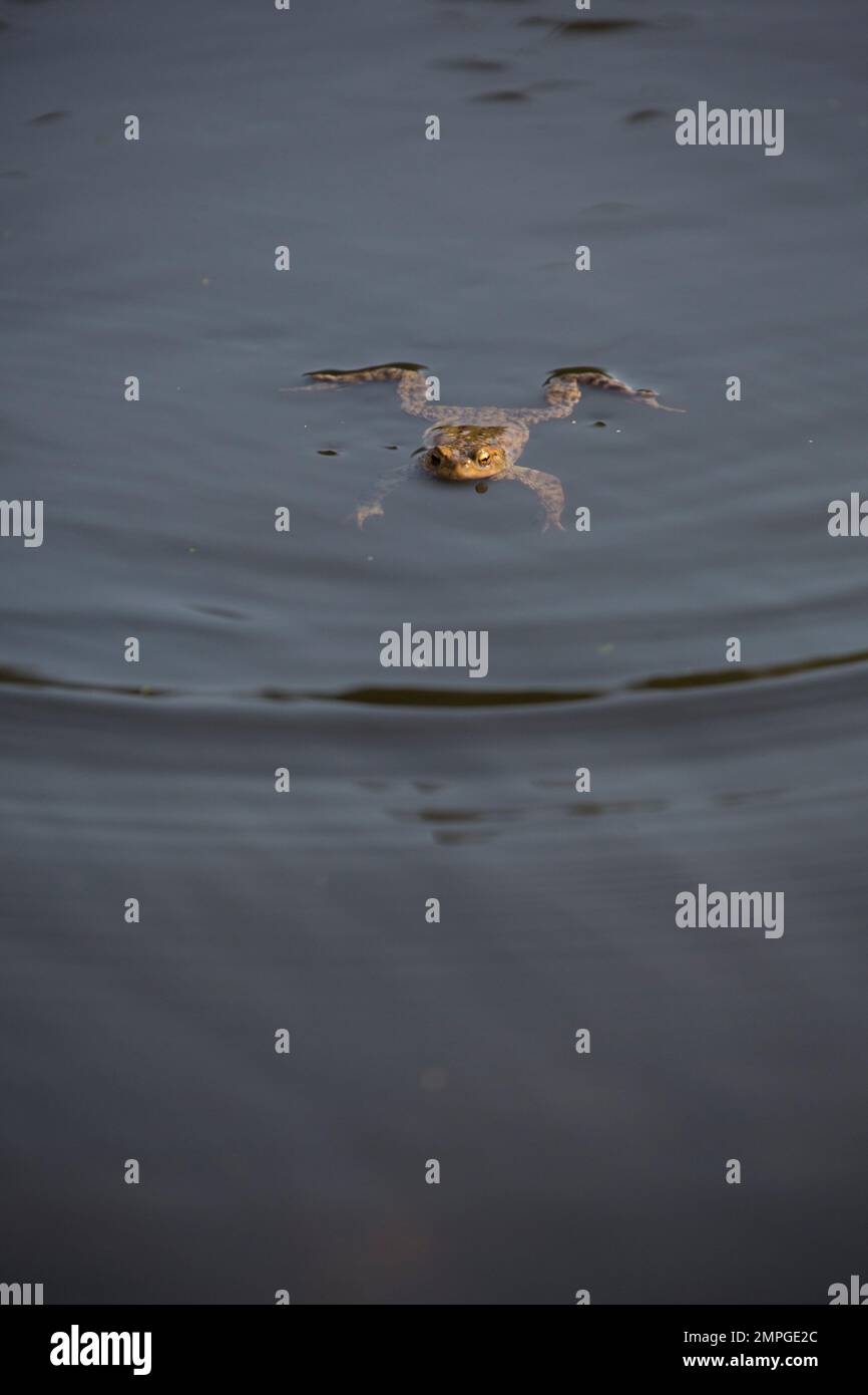 Swimmimg toad in rippling water Stock Photo - Alamy