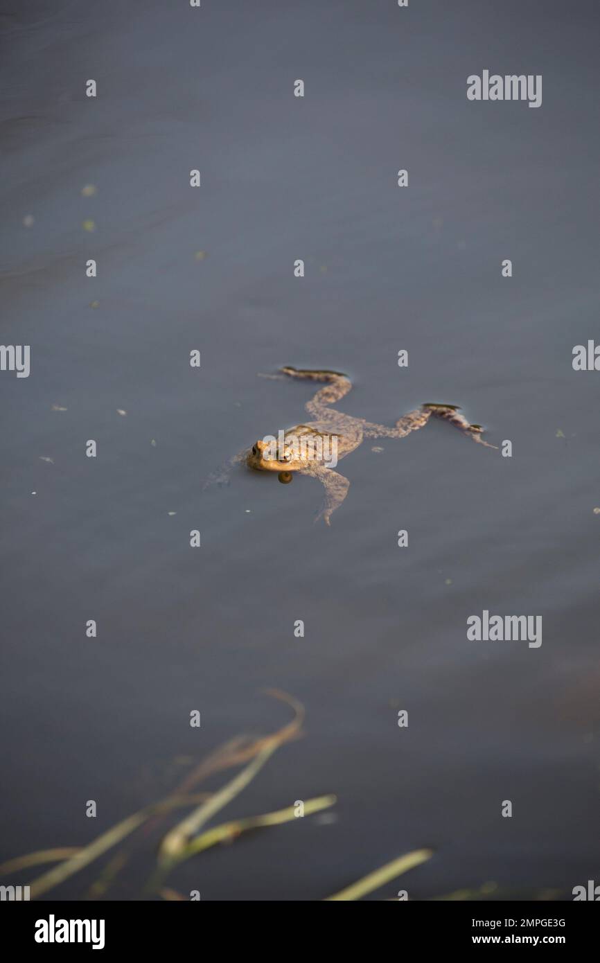 Swimmimg toad in still water Stock Photo - Alamy