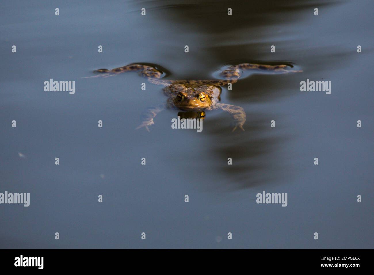 Toad in the water hi-res stock photography and images - Alamy