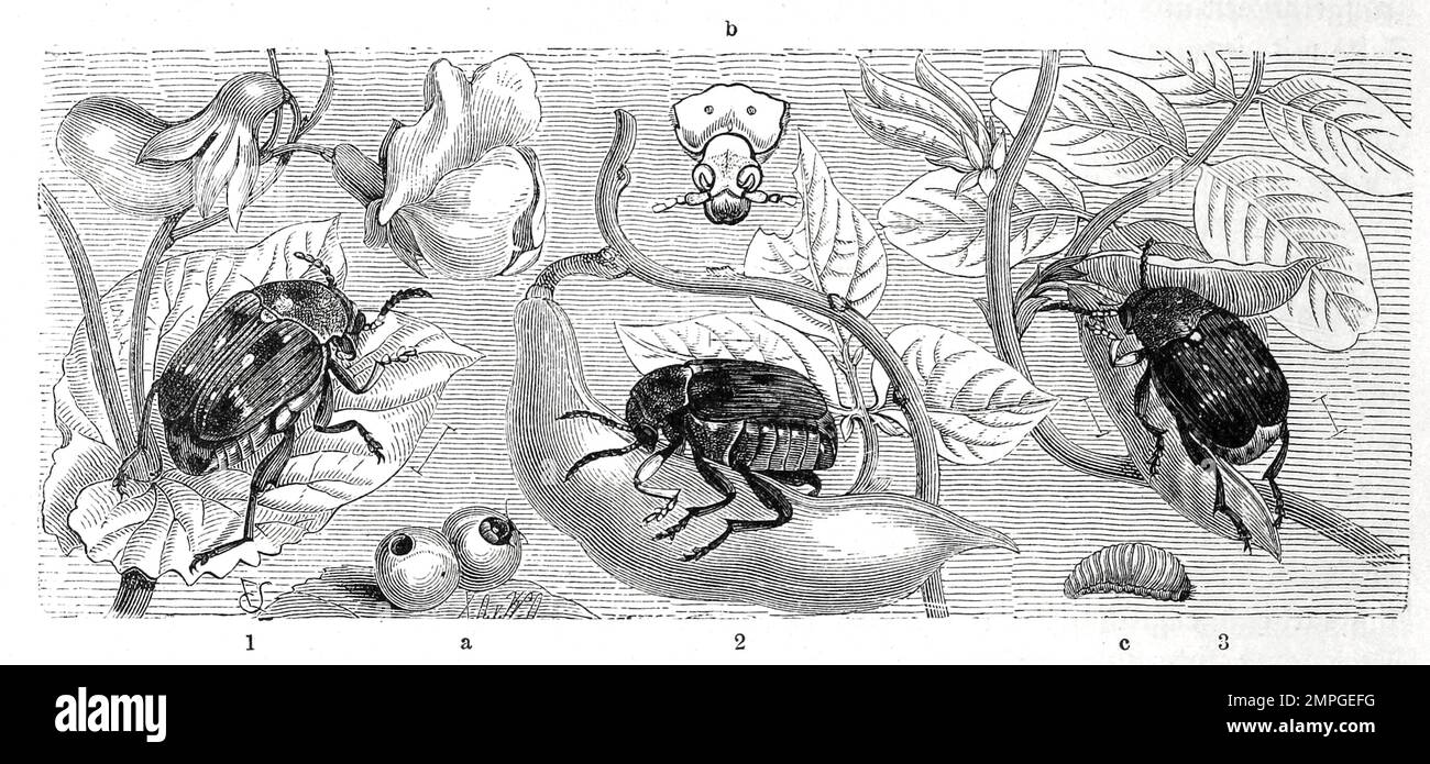 Insekten, 1, Erbsenkäfer, Bruchus pisi, 2. Bohnenkäfer, Ackerbohnenkäfer, Bruchus rufimanus, 3 ...