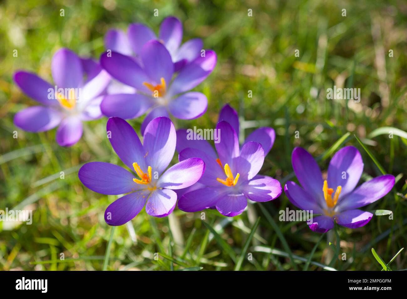Close up beautiful wide hi-res stock photography and images - Alamy