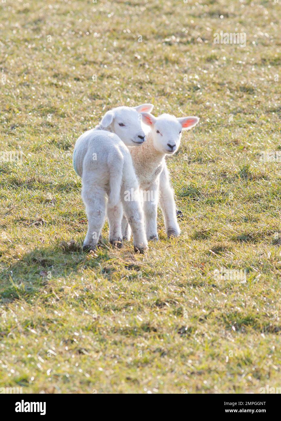 Two lambs running hi-res stock photography and images - Alamy