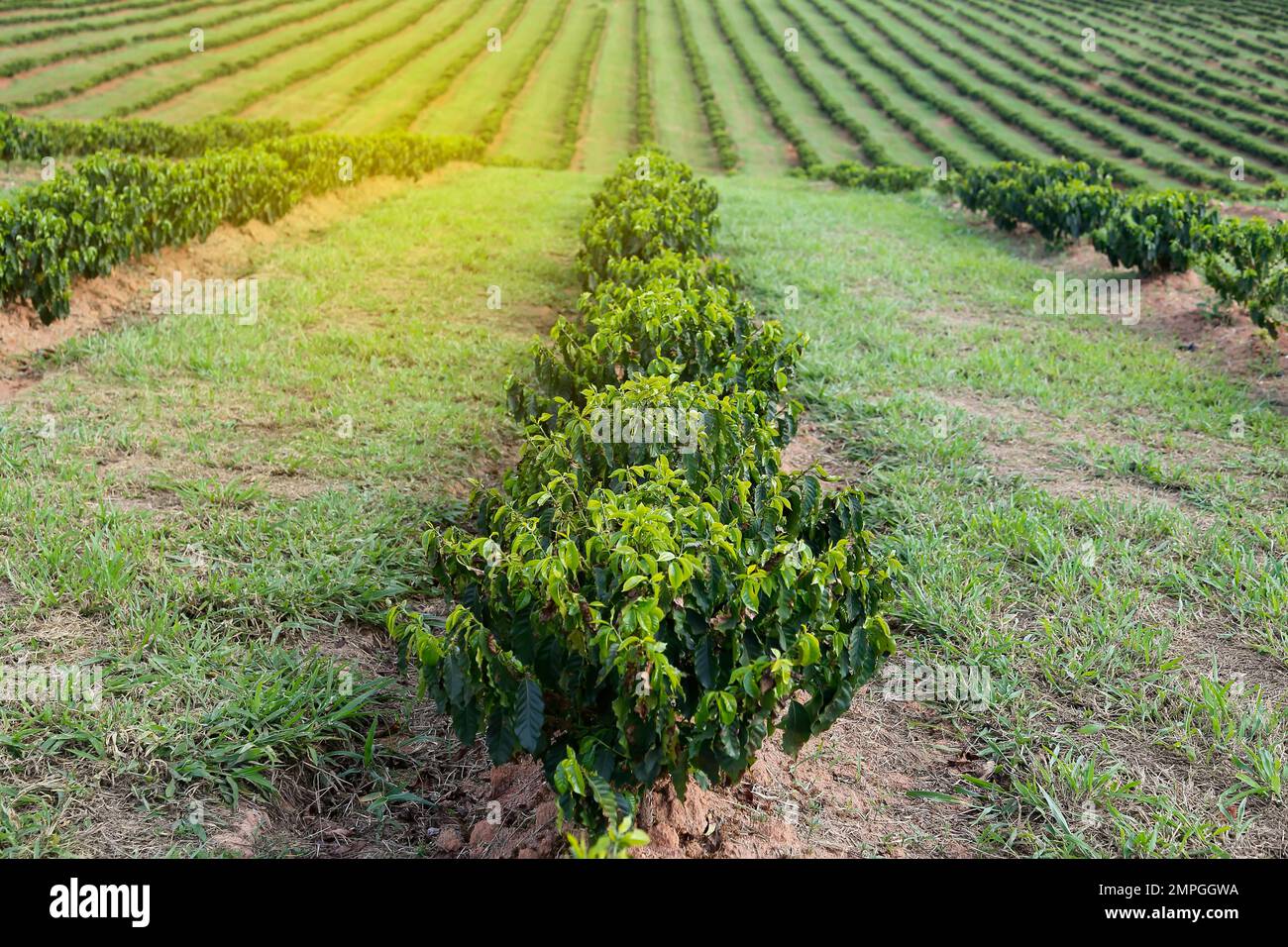 View farm with coffee plantation - early stage farming in Brazil - Cafe ...