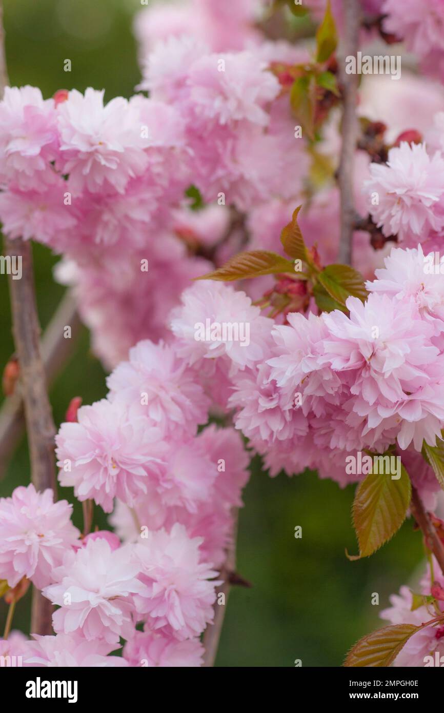 Close up of pink flowering cherry blossom Stock Photo - Alamy