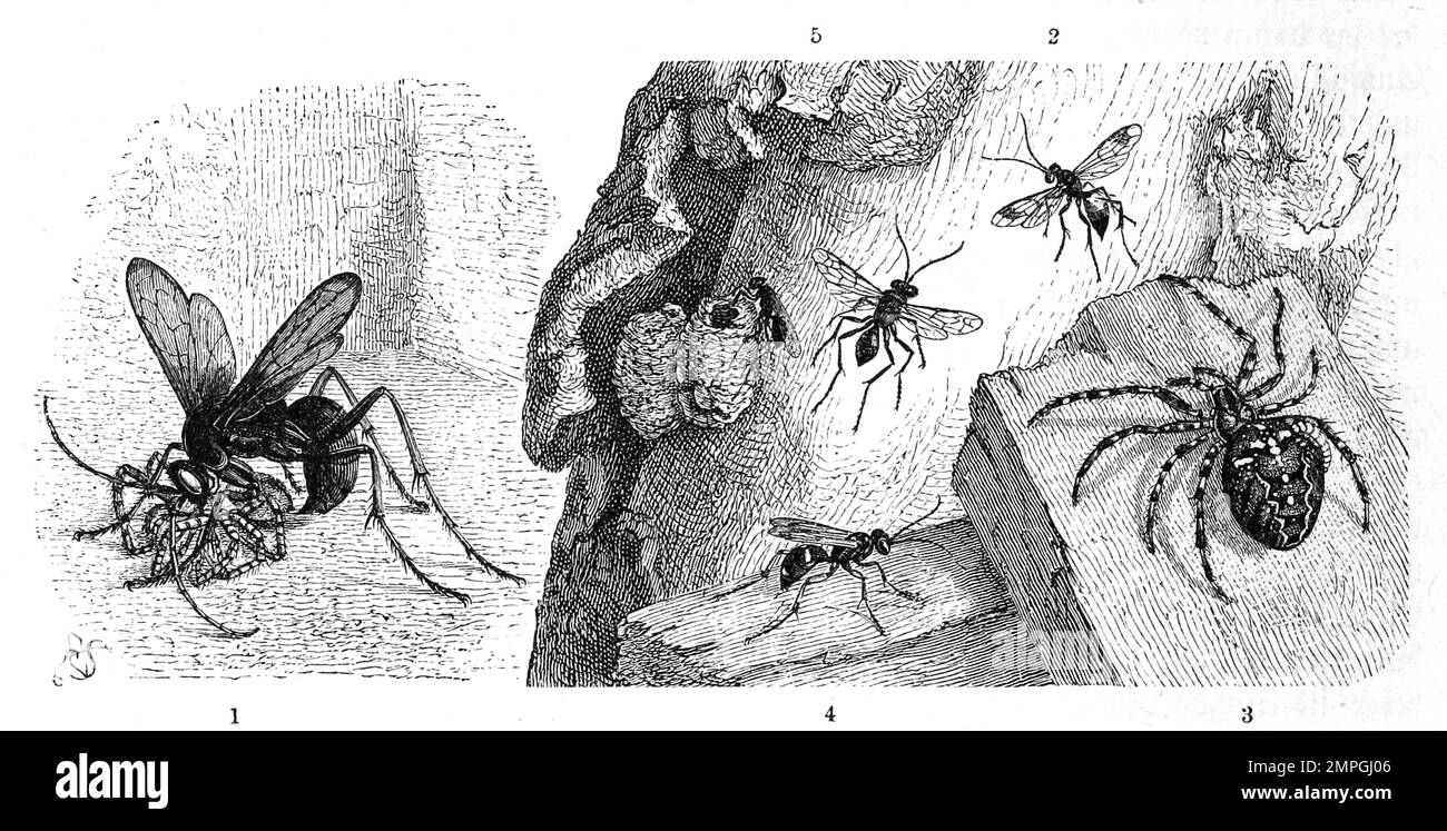 Insekten, 1. Natalenische Wegwespe, Pompilus natalensis, 2. Pompilus ...