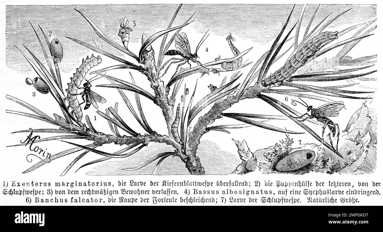 Insekten, Exenterus marginatorius, Kiefernblattwespa, Bassus ...