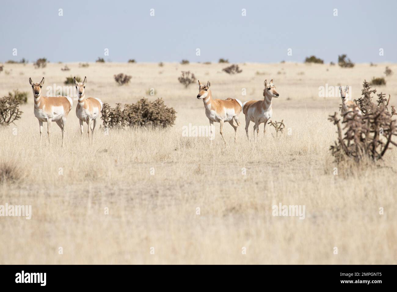 Kiowa grasslands hi-res stock photography and images - Alamy