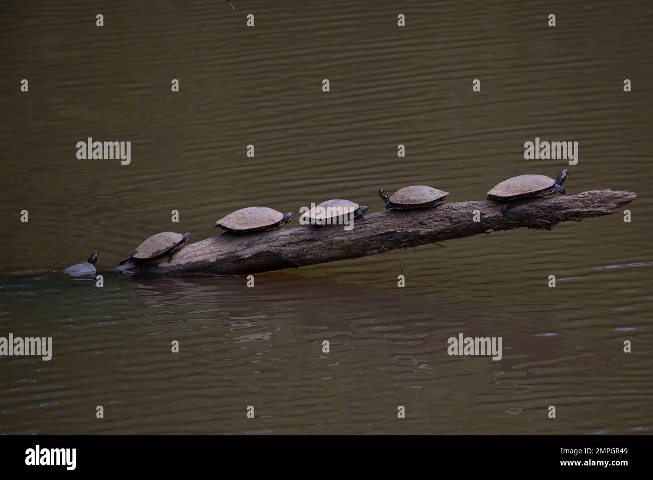 Coonestee nature preserve hi-res stock photography and images - Alamy