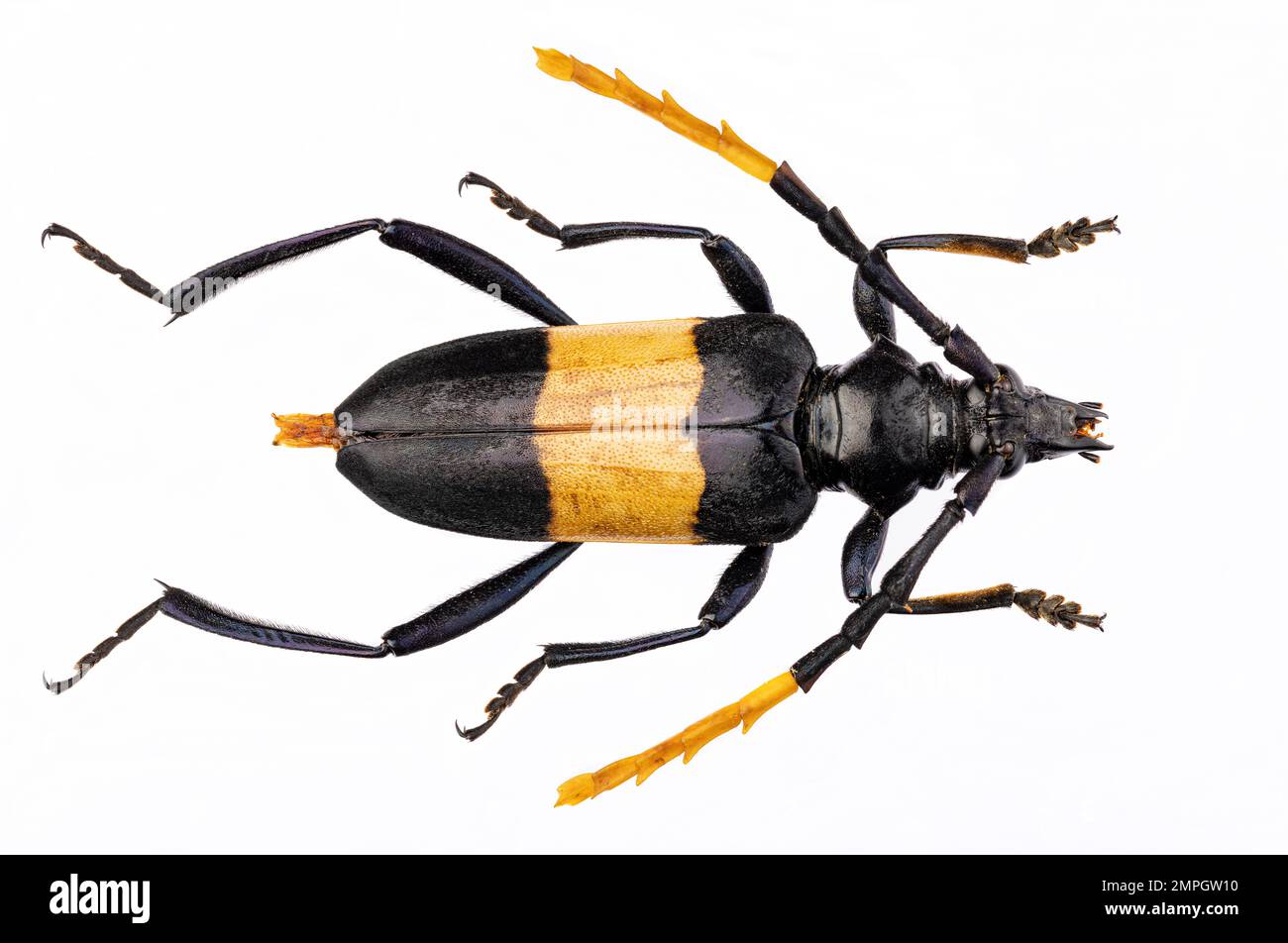 Pachyteria dimidiata, the mimusop stem borer beetle Stock Photo - Alamy