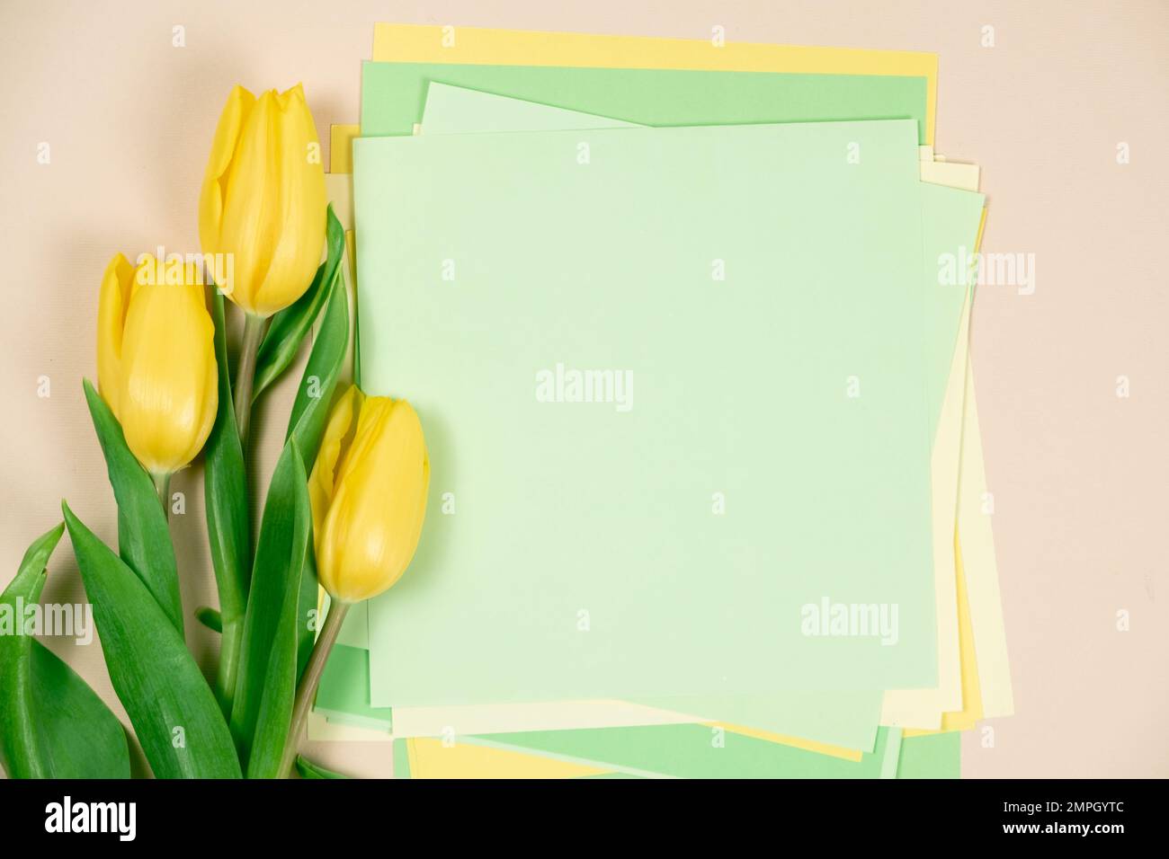 Spring mockup - yellow tulips and a place for text. Hello March, April ...