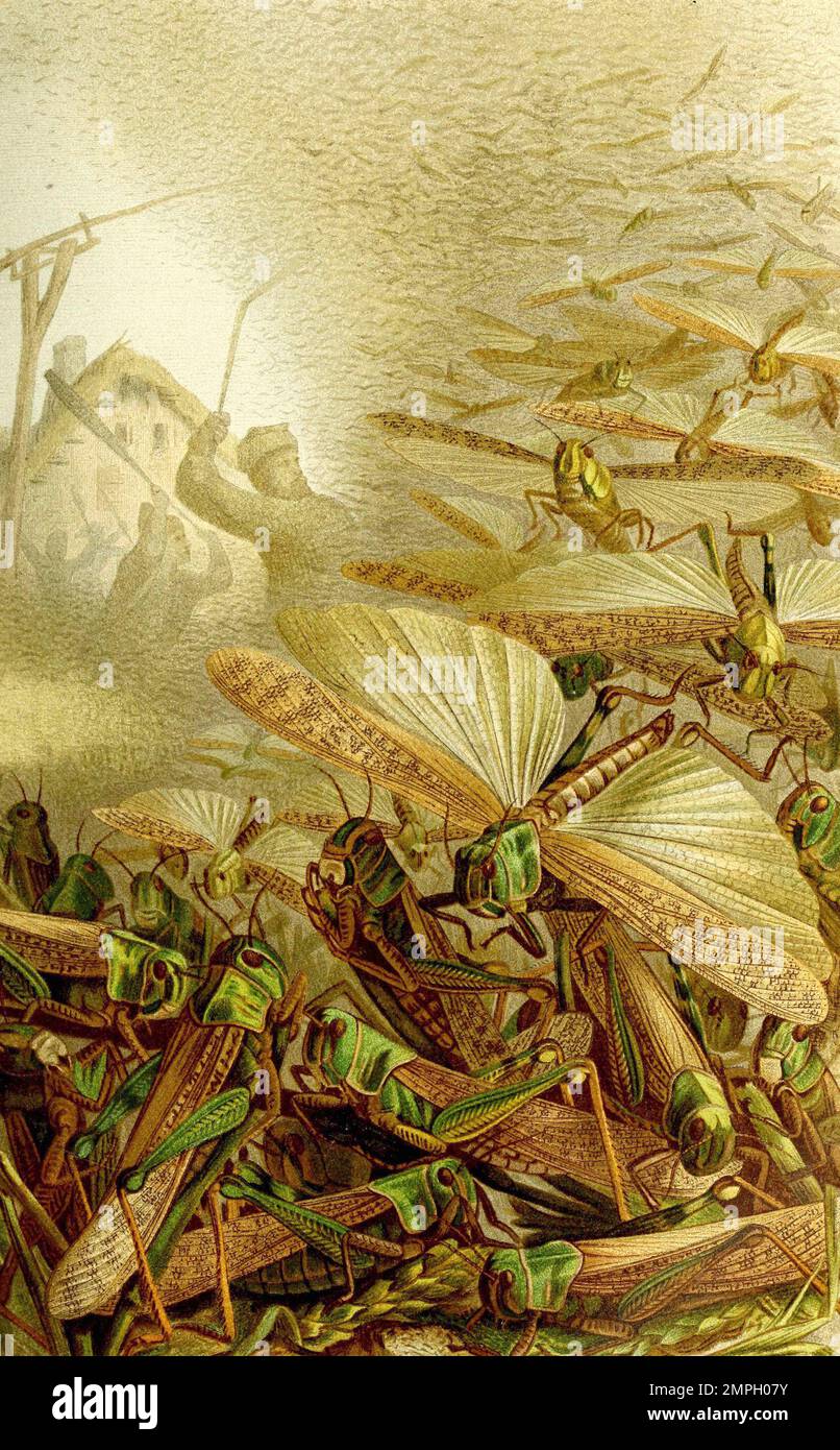 Insekten, Schwarm der Wanderheuschrecke, Locusta migratoria, Historisch ...