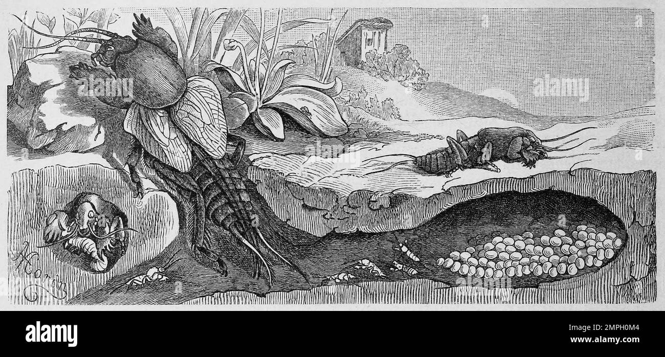 Insekten, Maulwurfsgrille, Gryllotalpa vulgaris, Historisch, digital ...