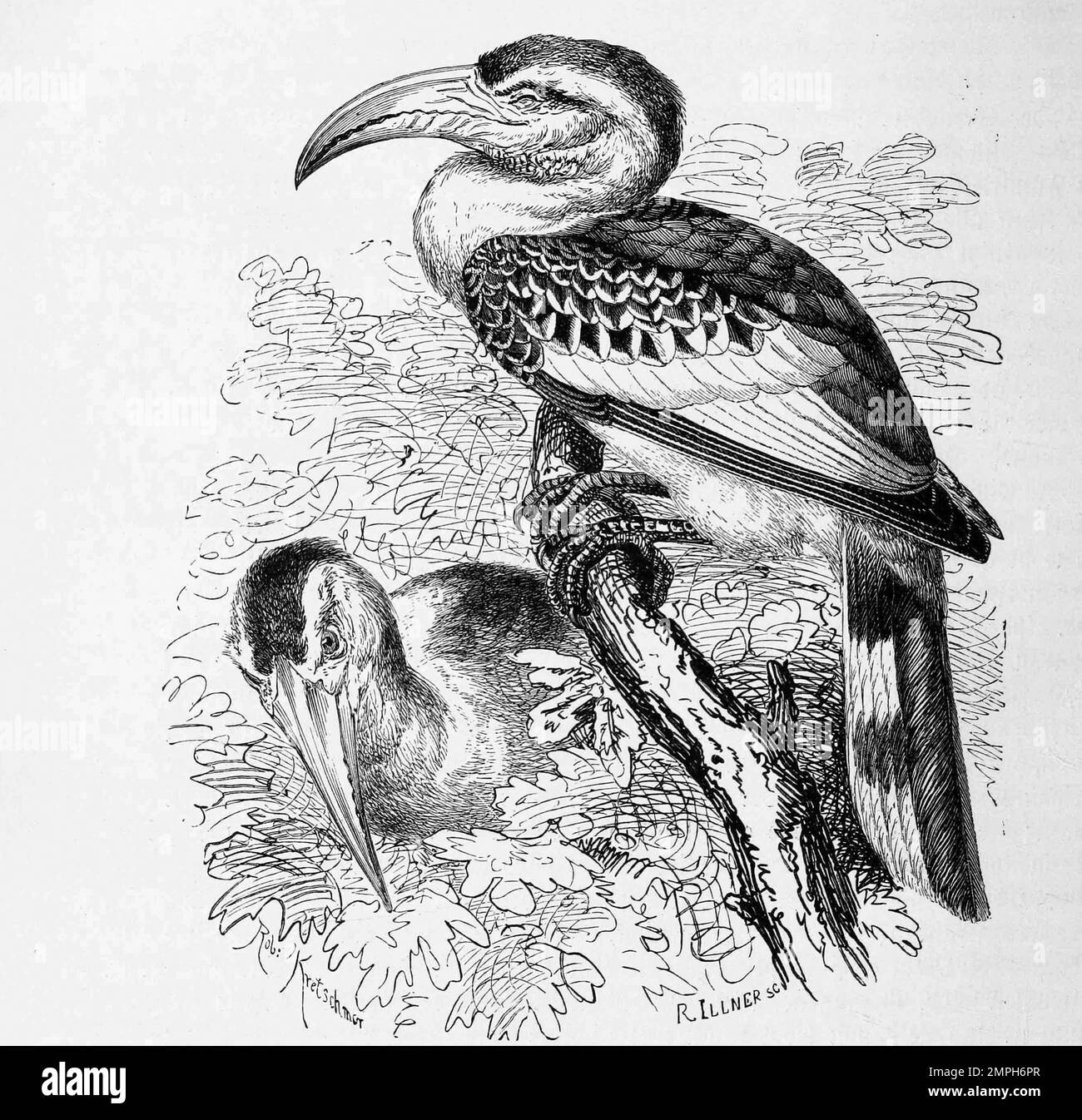 Abbildung hornbill hi-res stock photography and images - Alamy