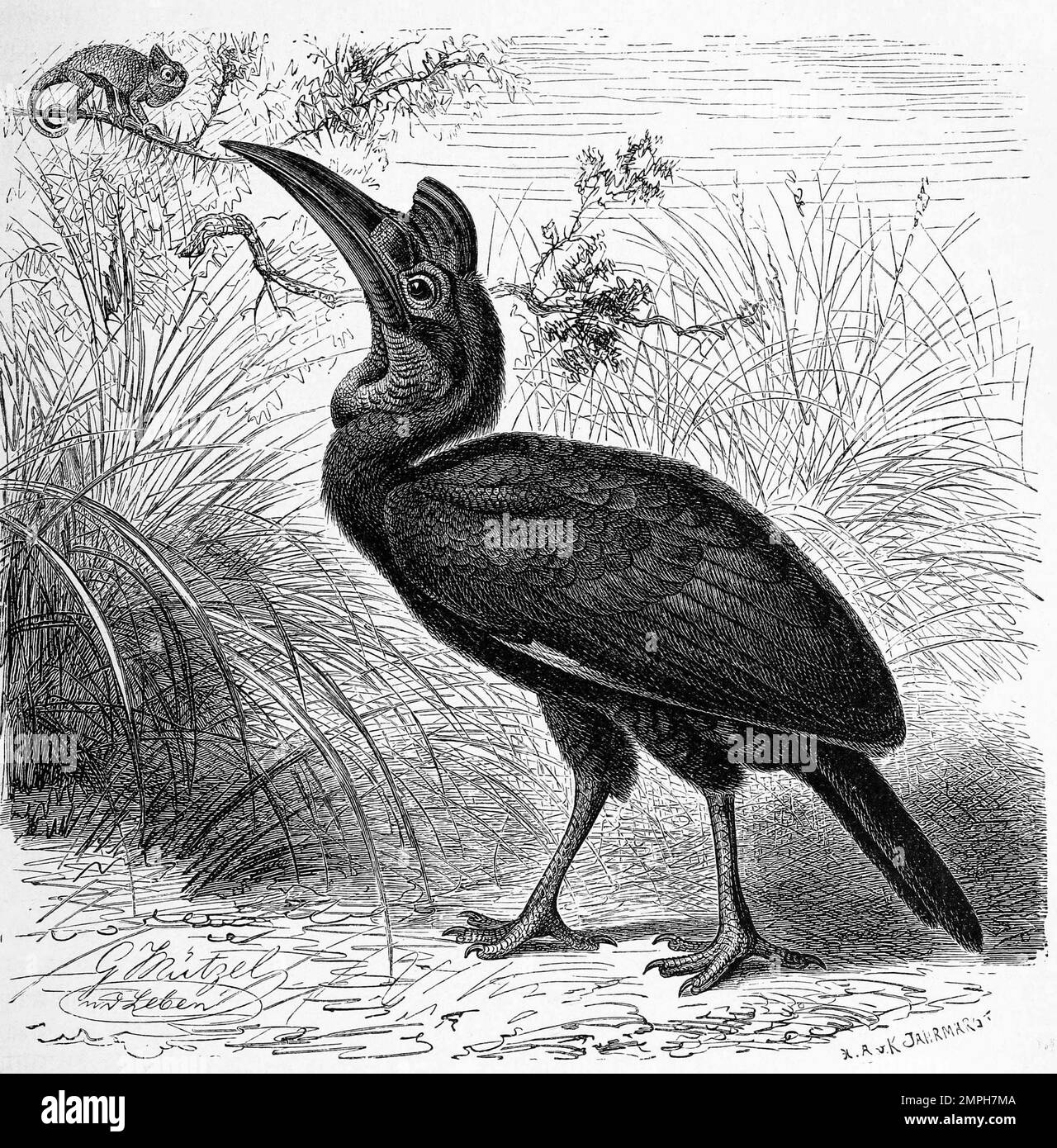 Vogel, Hornrabe, Tmetoceros abyssinicus Stock Photo - Alamy