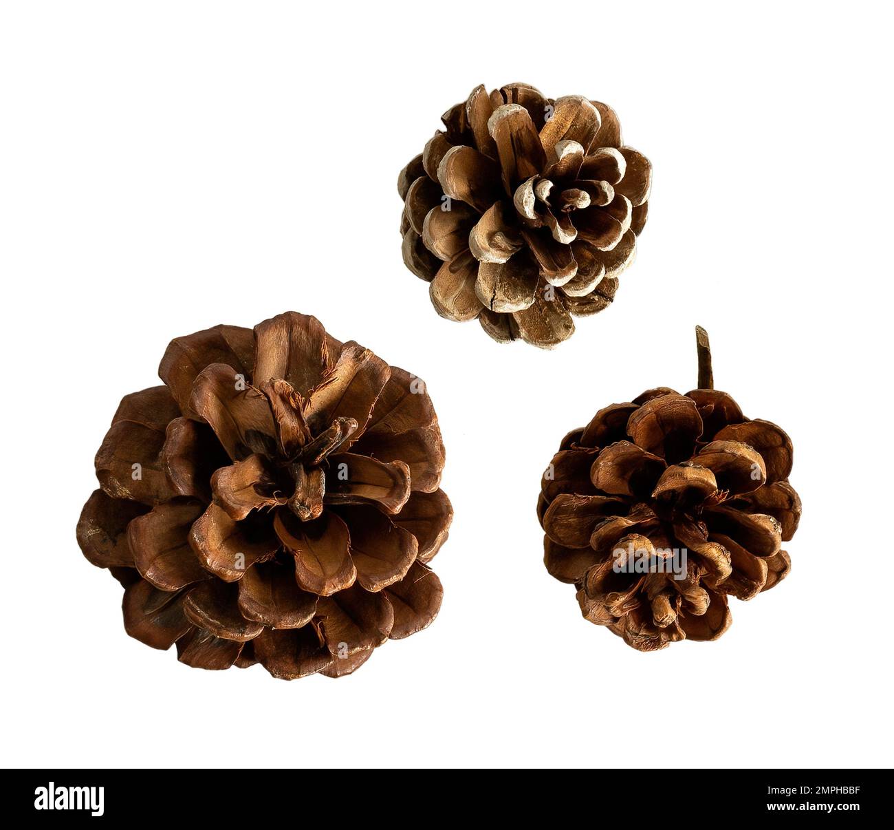 A bunch of various conifer cones isolated on white background Stock ...