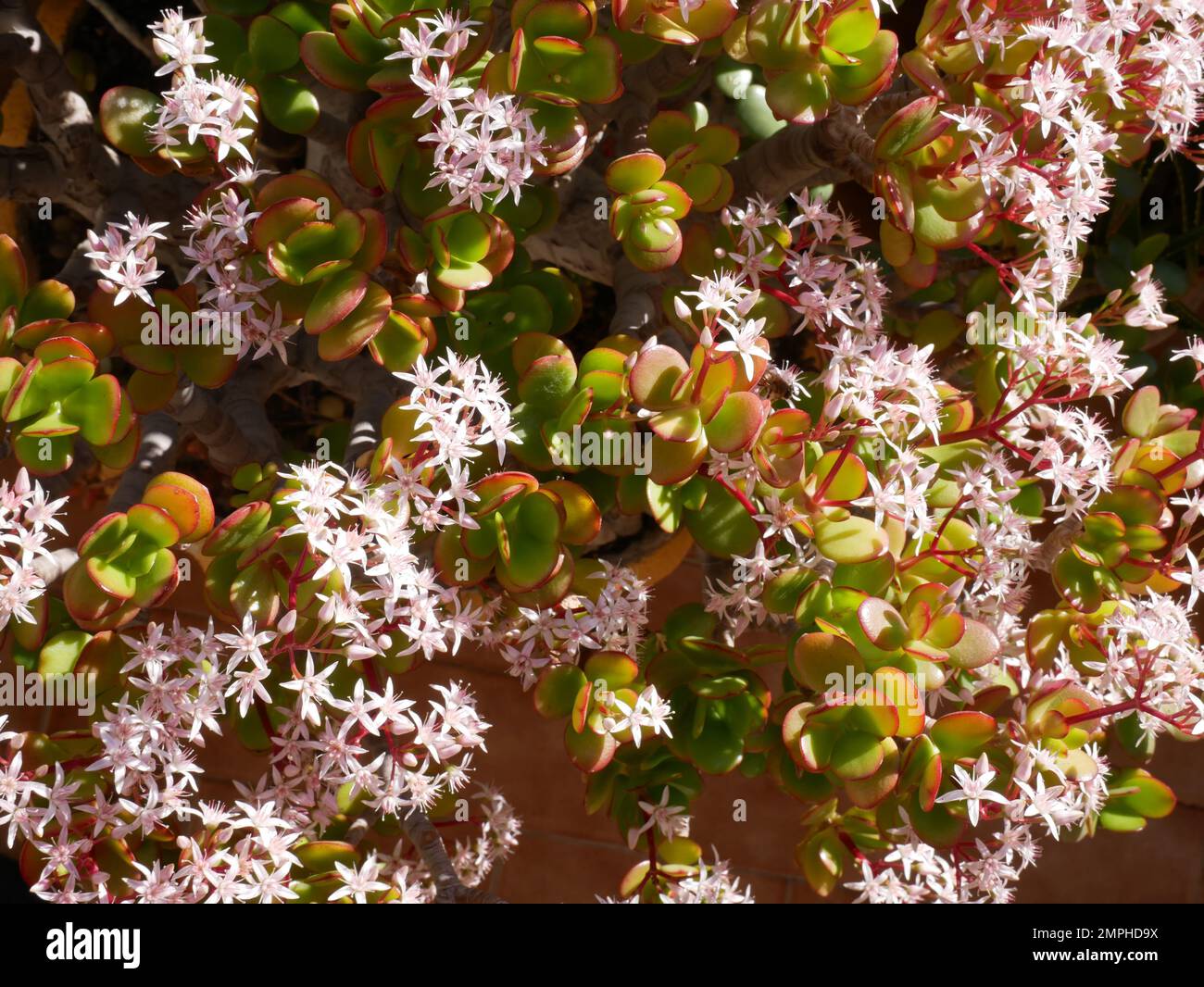 Crassula ovata flowering, commonly known as the jade tree, is a plant ...