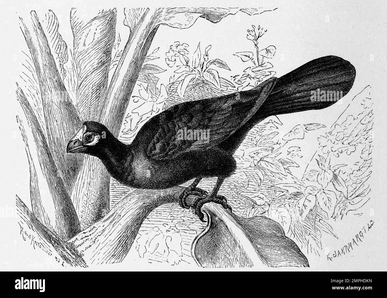 Vogel, Schildturako, Tauraco violaceus, syn. Musophaga violacea, eine ...