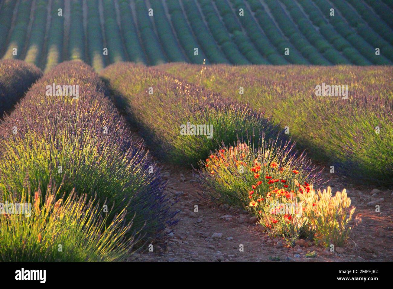 A scenic shot of the huge lavender plantations Stock Photo - Alamy