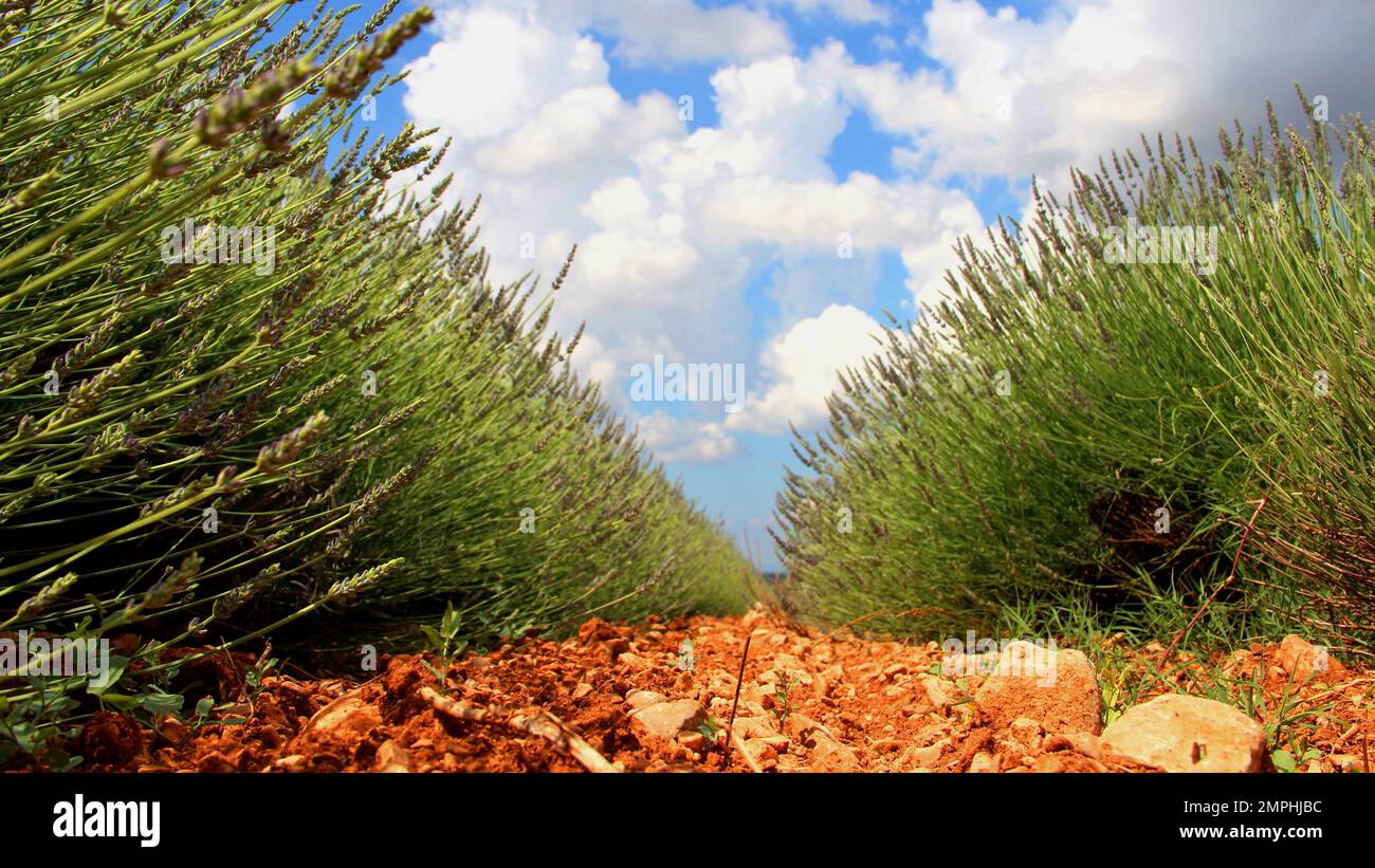 A ground-level shot of the lavender fields against the blue sky Stock ...