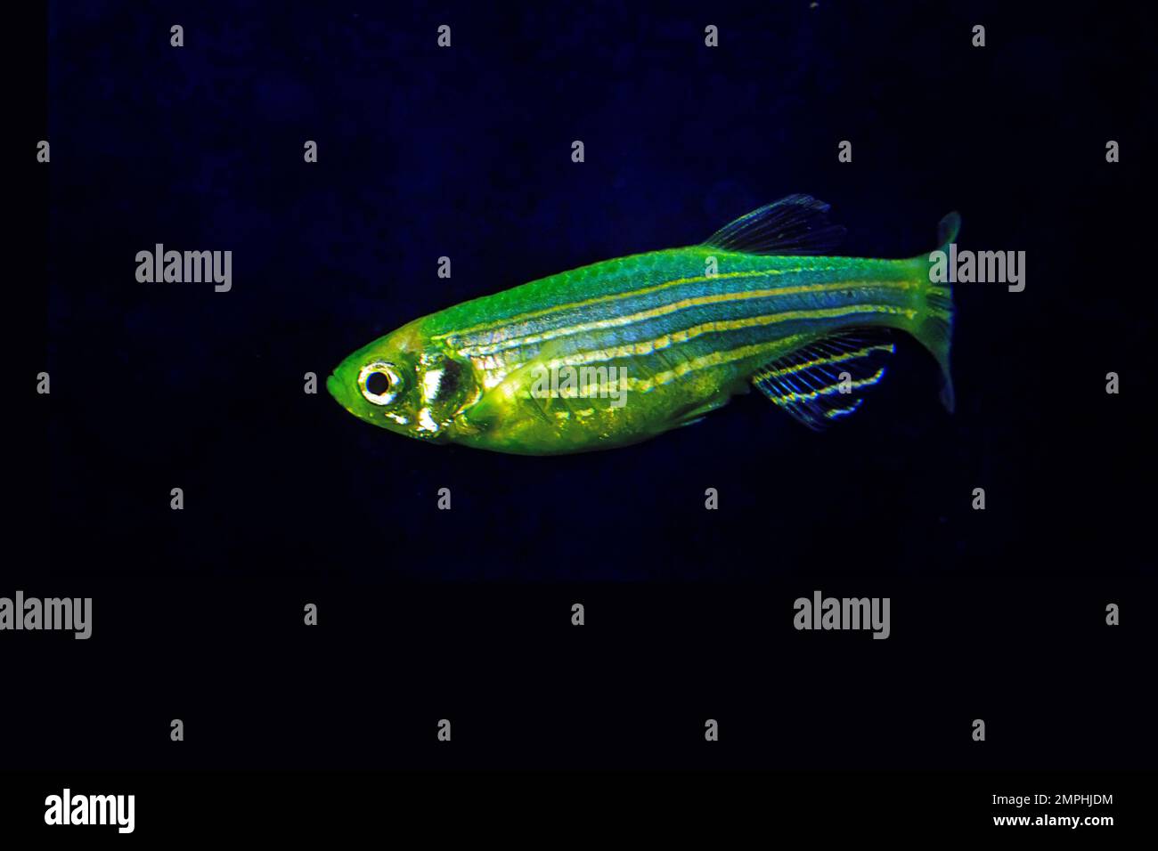 Fluorescent Freshwater Fish, Electric Green zebra danio fish, Glo Fish ...