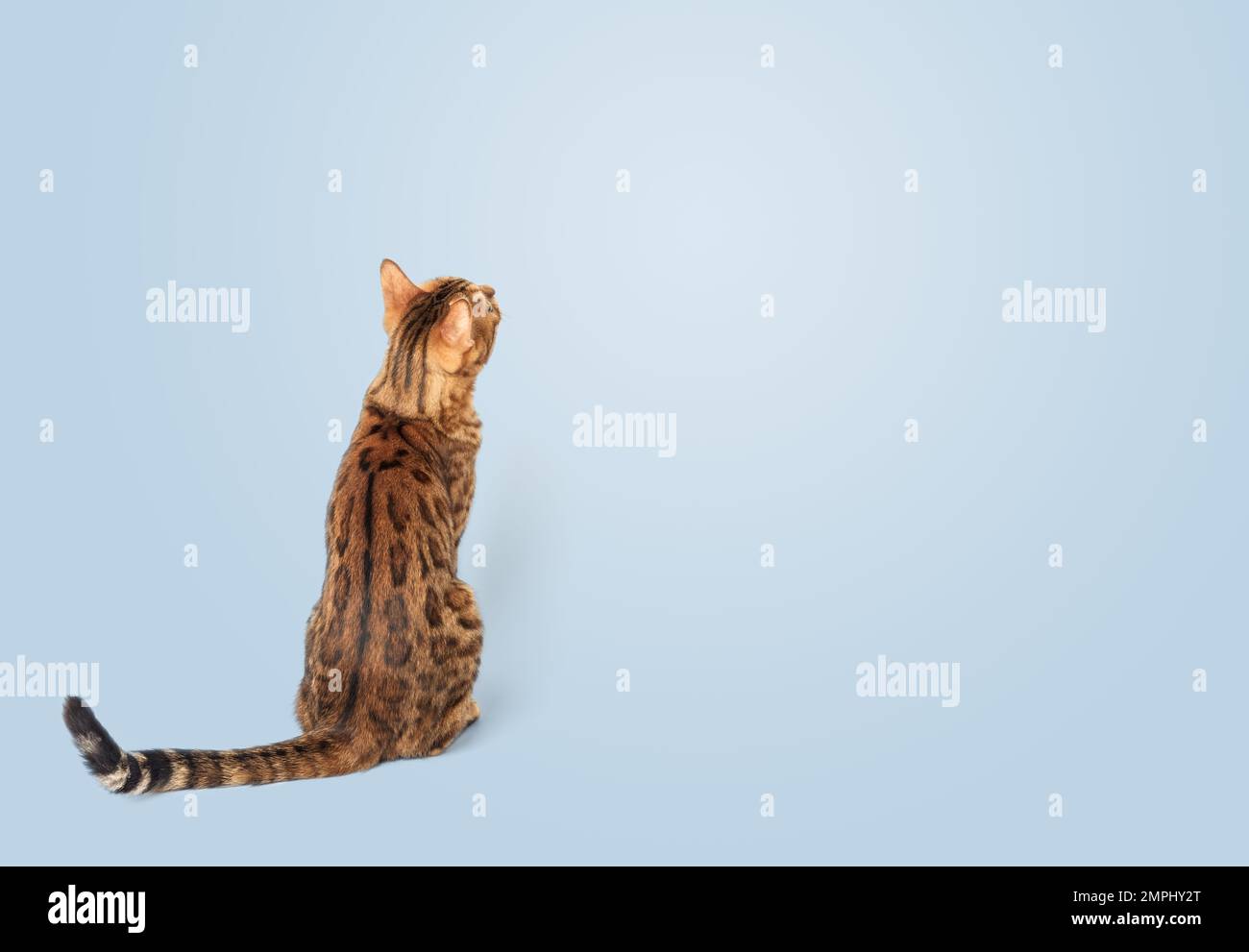 Red Bengal cat sits with his back to the camera on a blue background ...