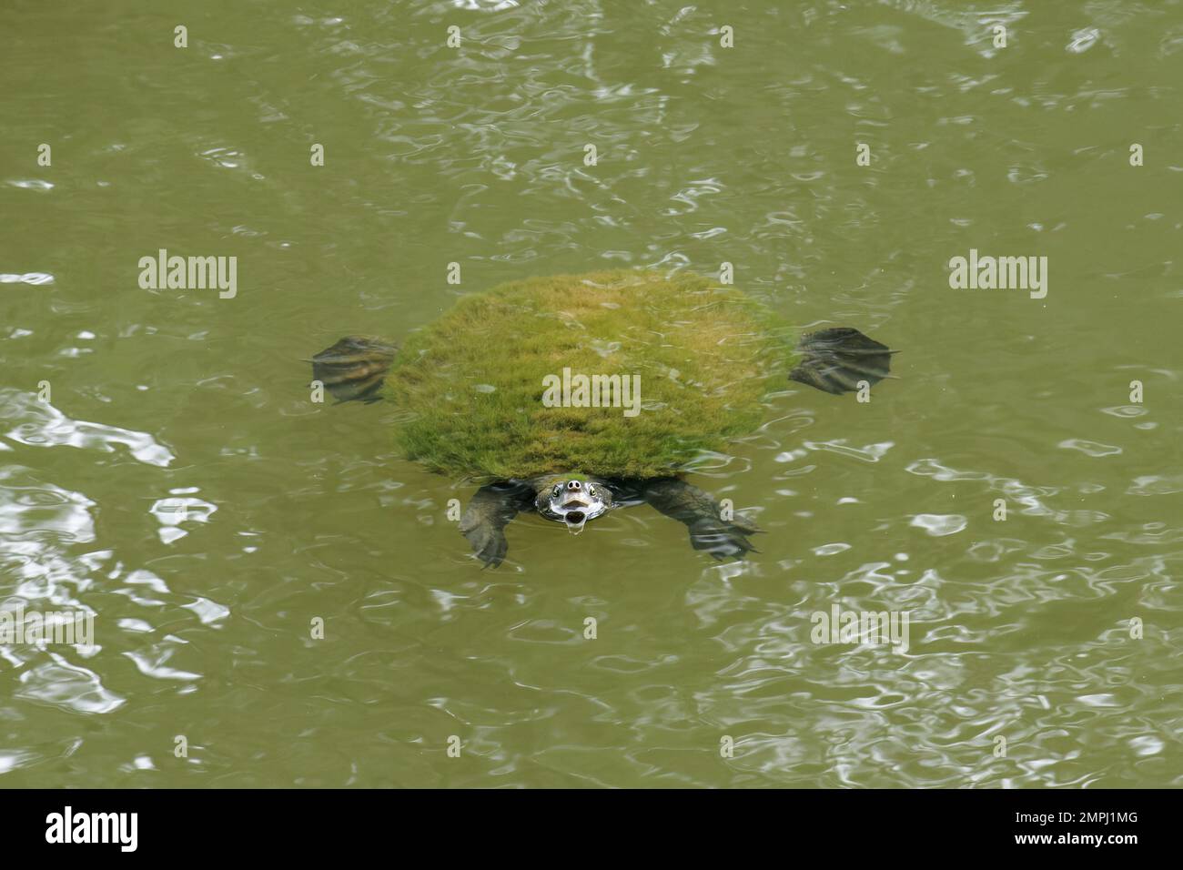 Moss Covered Pig Nosed Turtle Swimming Stock Photo - Alamy