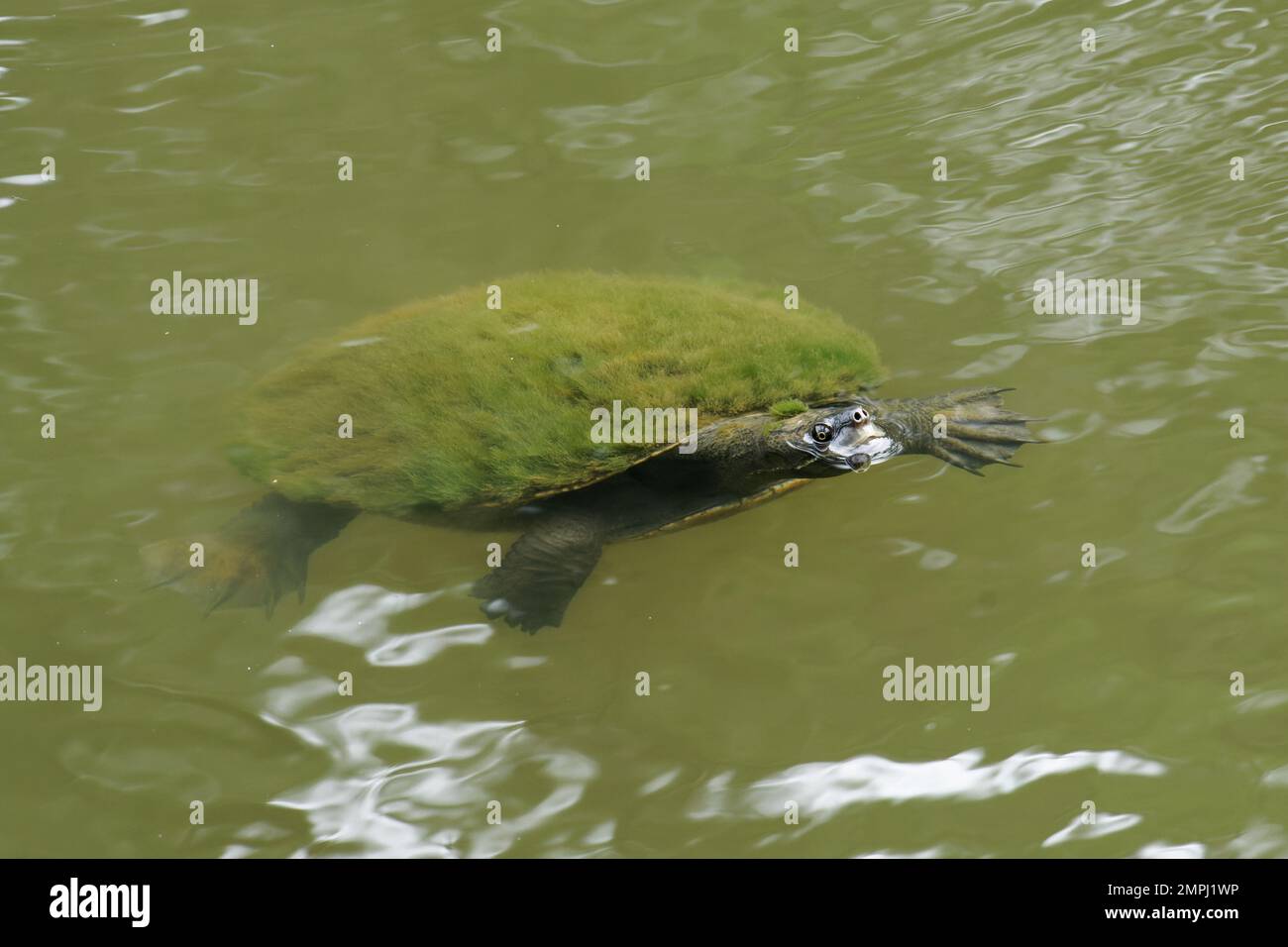 Moss Covered Pig Nosed Turtle Swimming Stock Photo - Alamy