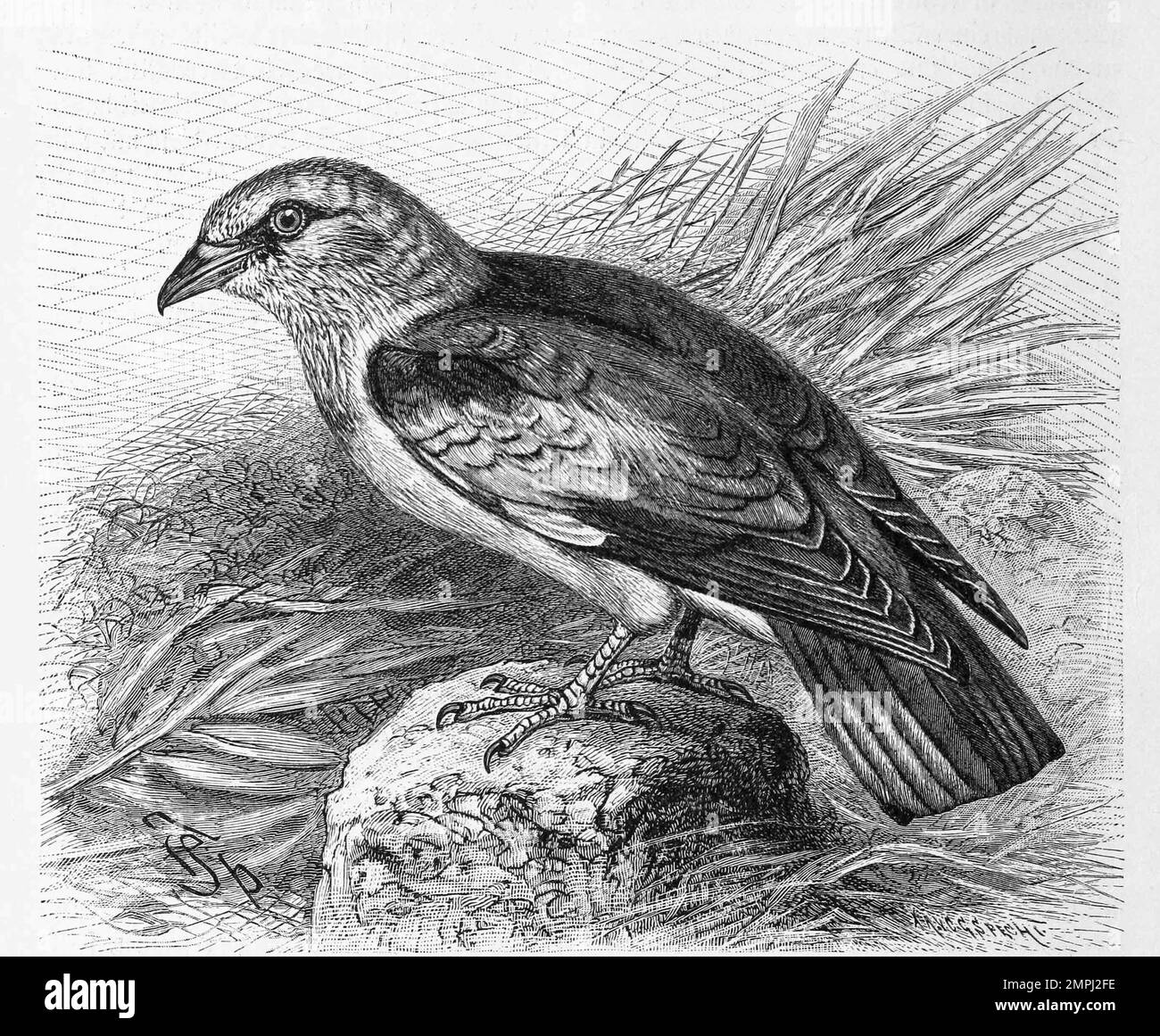 Vogel, Blauracke, Coracias garrulu, etwa hähergroßer Vertreter der ...