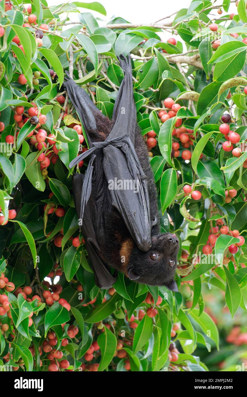 Grey Headed Flying Fox Perched Stock Photo - Alamy
