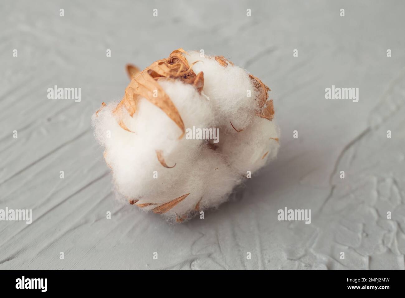 Real cotton flower on cement background, soft focus close up Stock ...