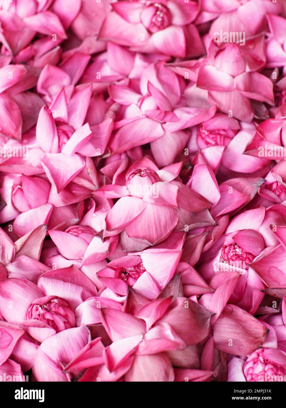 Offerings of Lotus Flowers at Kelaniya Temple in Kelaniya, Sri Lanka ...