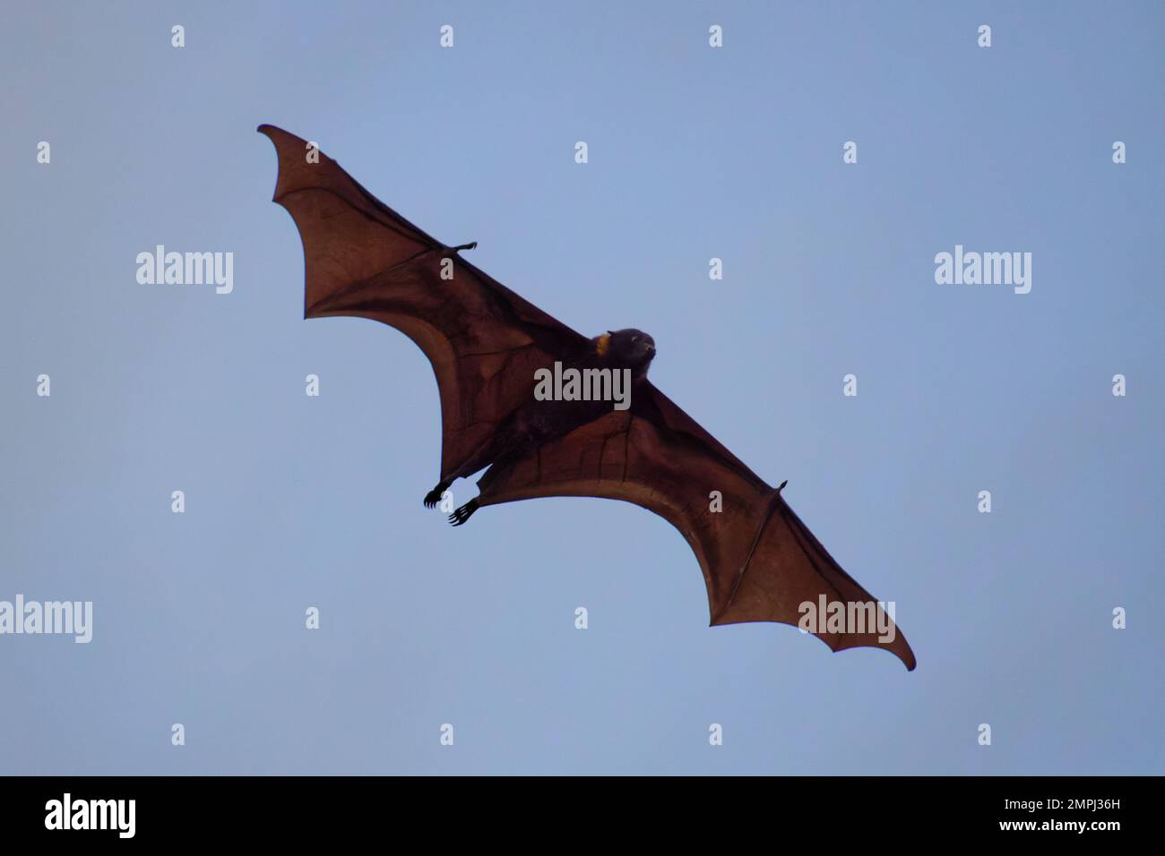 Grey Headed Flying Fox in Flight Stock Photo - Alamy