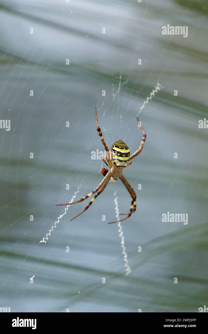 St Andrews Cross Spider on Web Stock Photo - Alamy