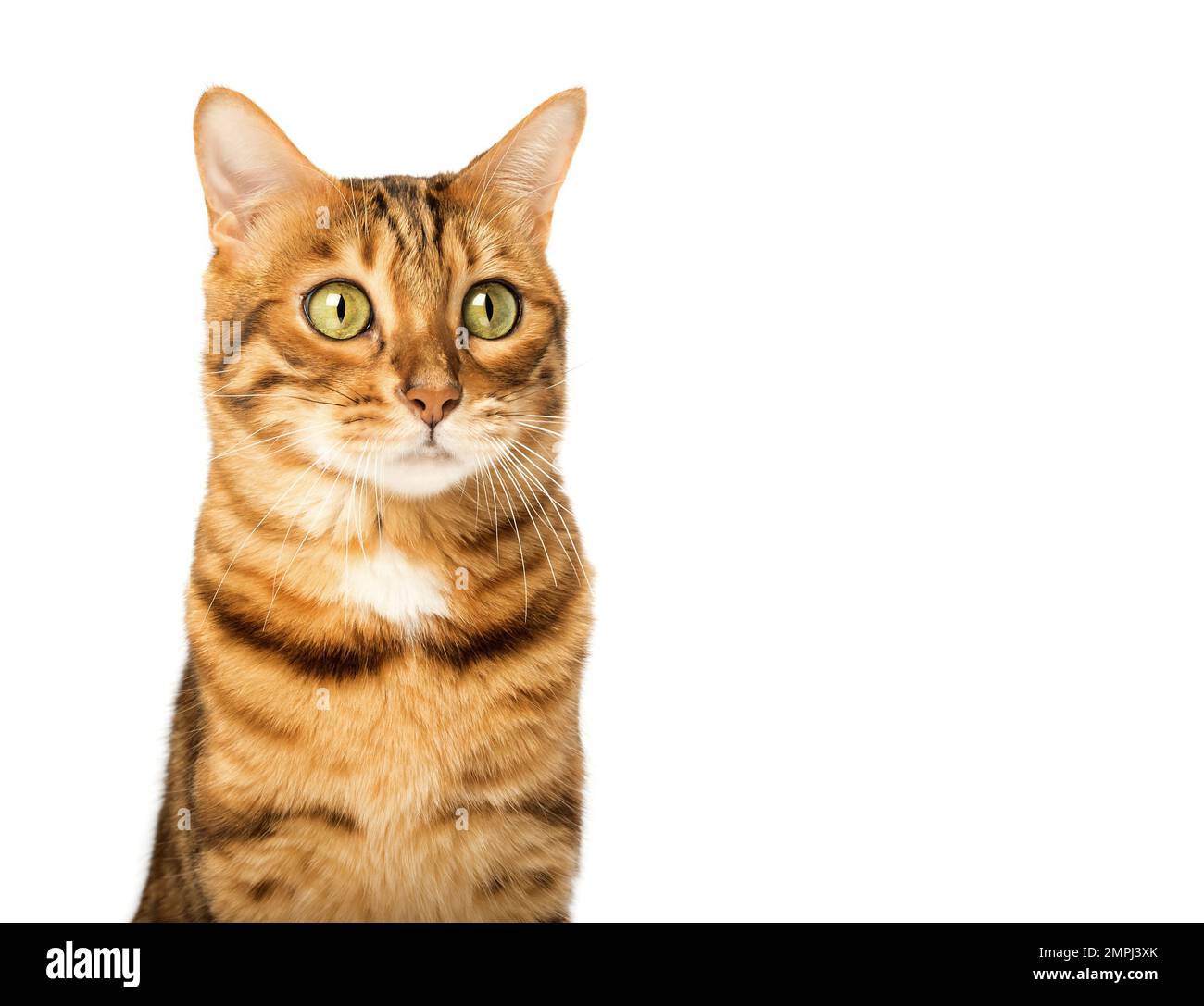 Studio shooting of Bengal cats, white background, portrait Stock Photo ...