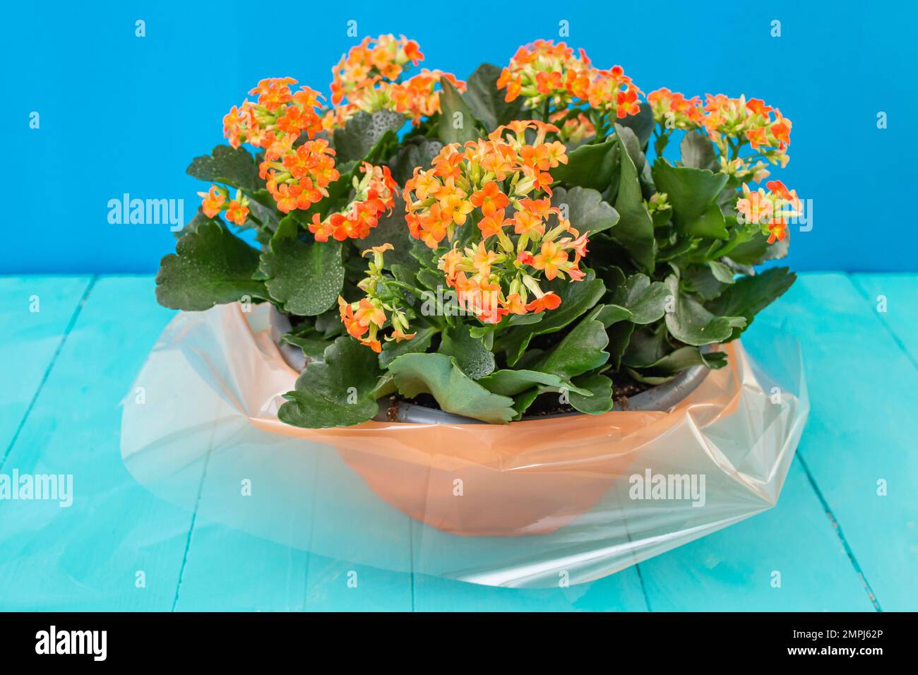 Blue kalanchoe hi-res stock photography and images - Alamy