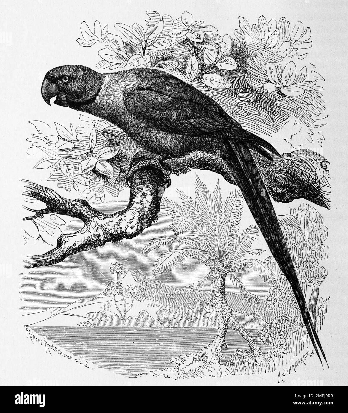 Kleiner alexandersittich hi-res stock photography and images - Alamy