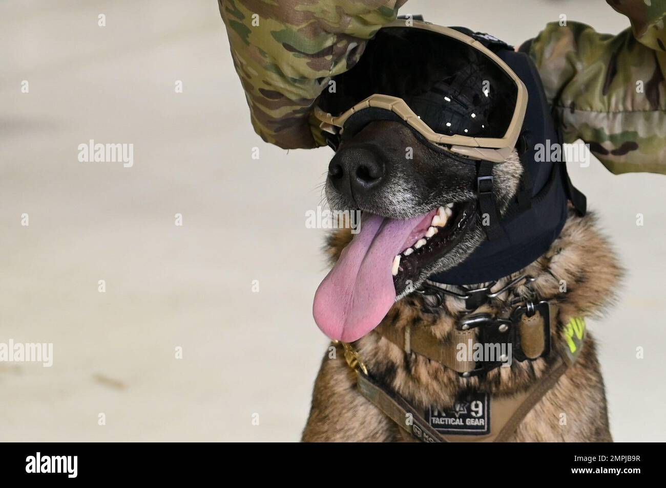 U.S. Air Force Military Working Dog Ricsi, 92nd Security Forces ...
