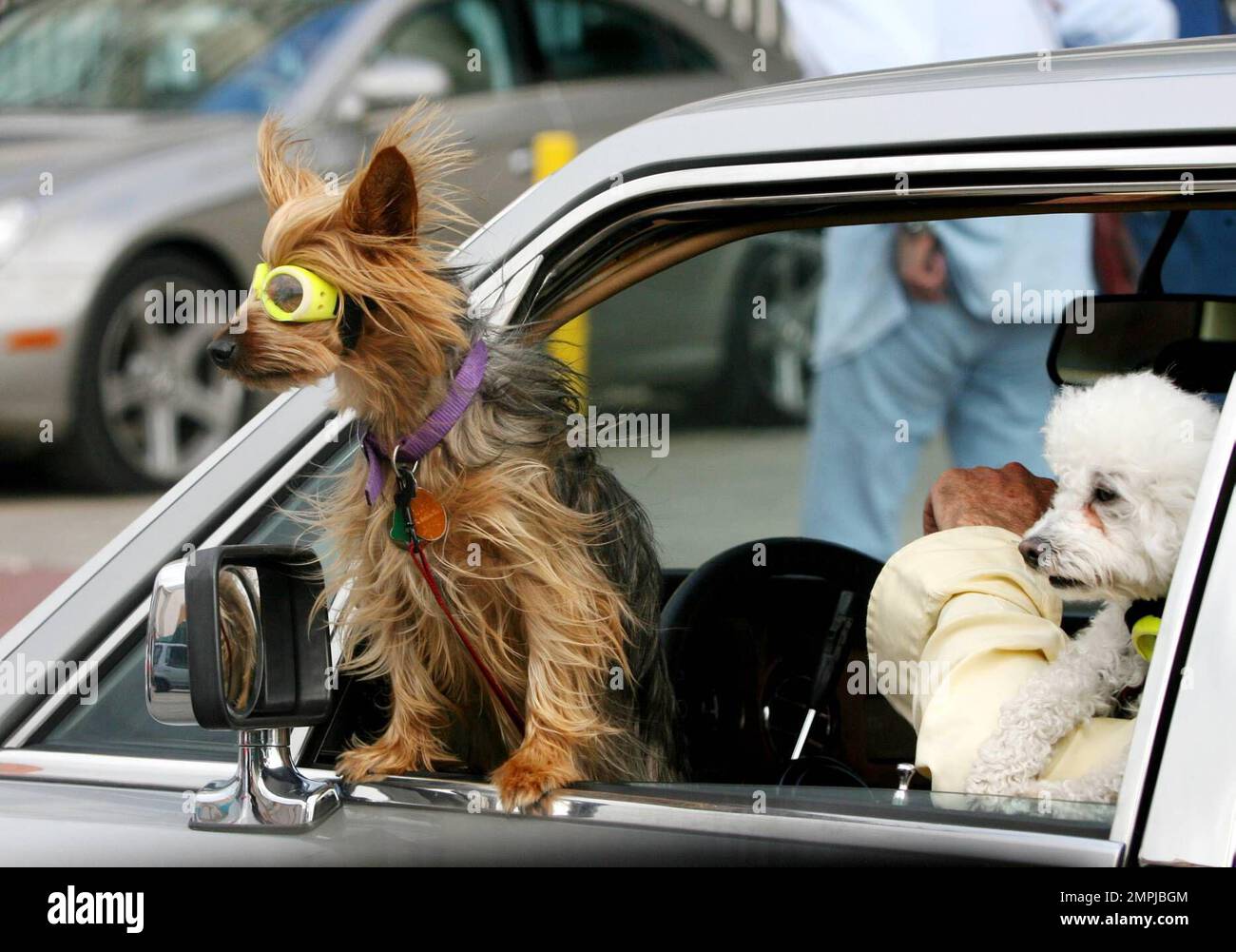 Exclusive!! These cool dogs were spotted on Miami's South Beach as ...