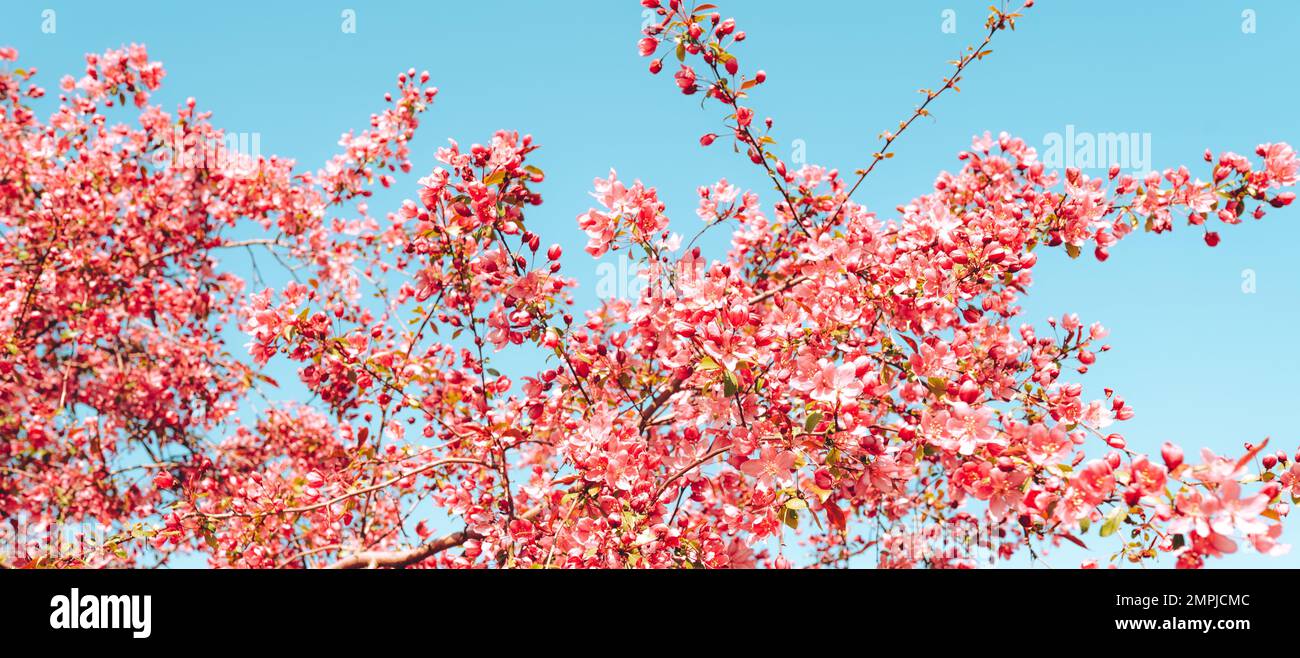Spring blossoms. Tree branch with beautiful fresh pink flowers in full ...