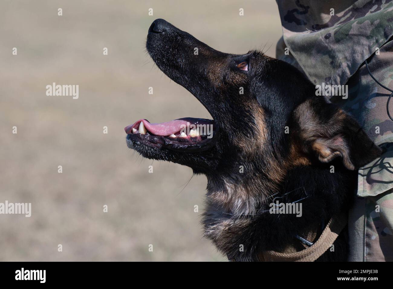 902d security forces squadron military working dog handler hi-res stock ...