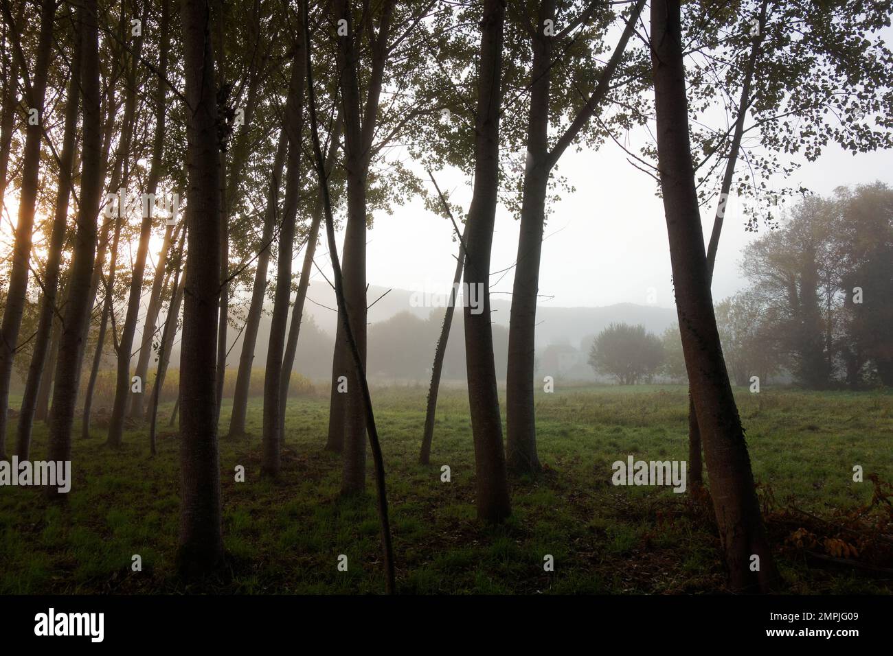 Magic nature of Spain along the Camino de Santiago Stock Photo - Alamy