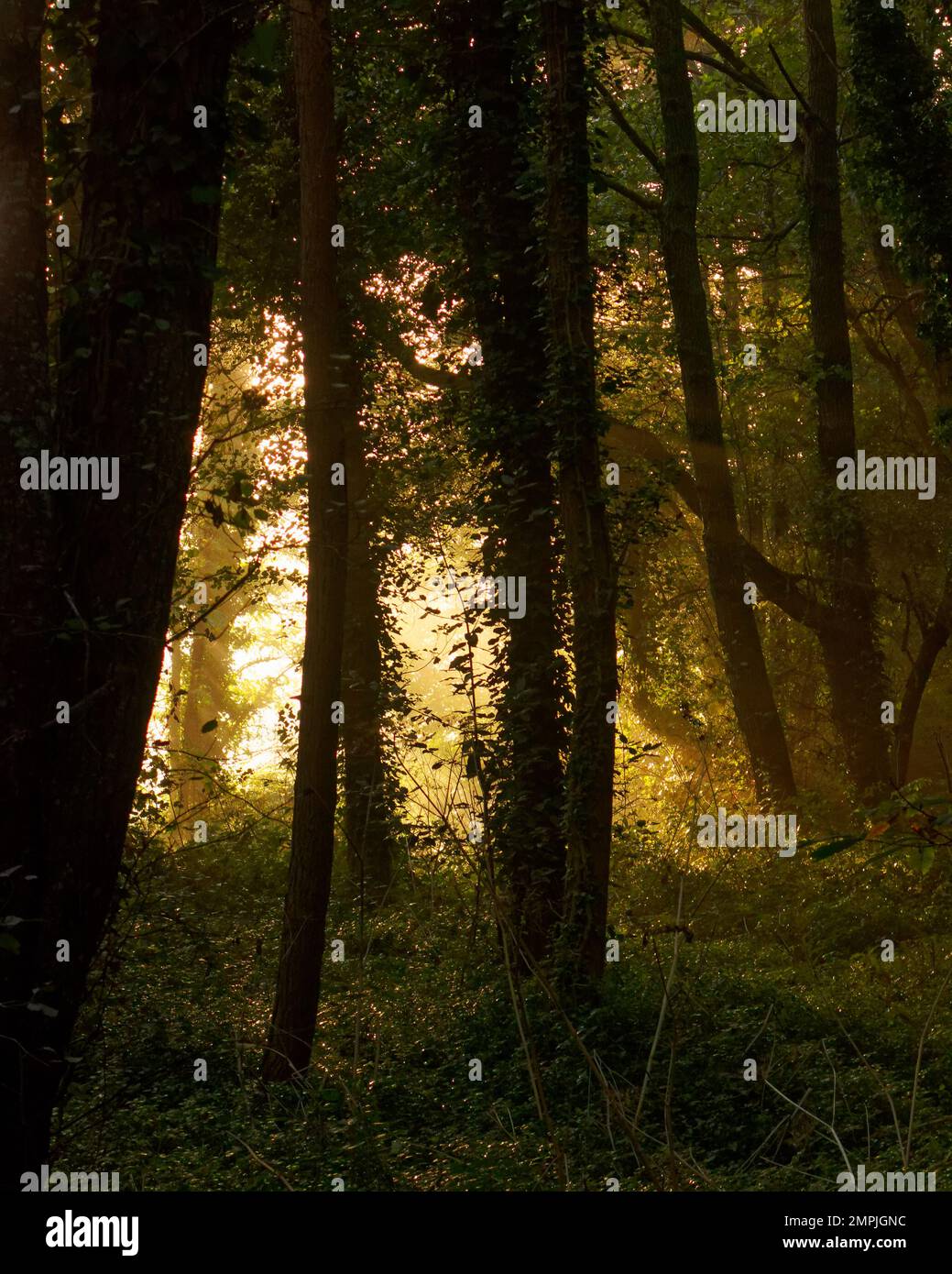 Magic nature of Spain along the Camino de Santiago Stock Photo - Alamy