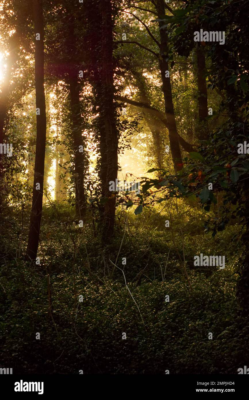 Magic nature of Spain along the Camino de Santiago Stock Photo - Alamy