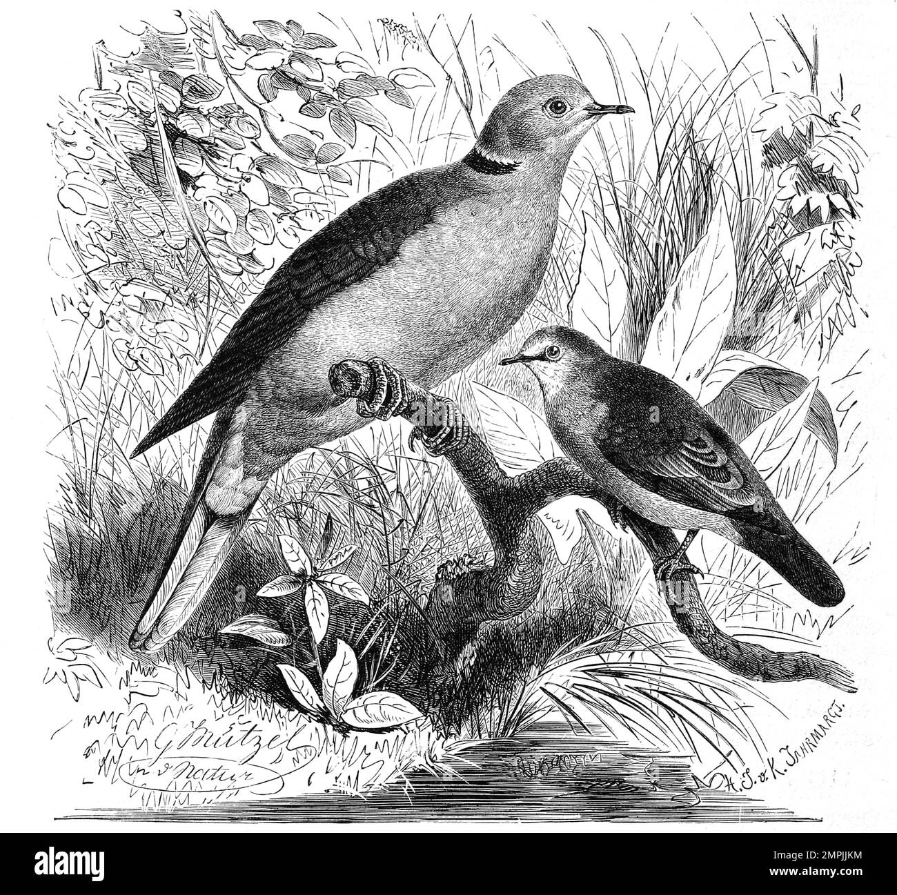 Vogel, Nordafrikanische Lachtaube oder kurz Lachtaube, Streptopelia ...